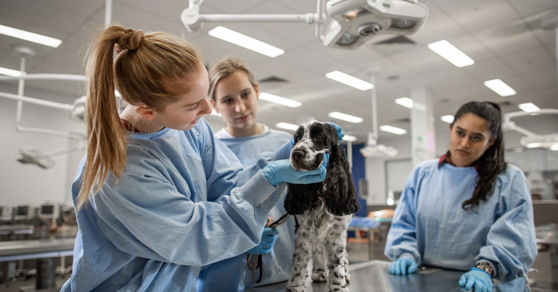 ELEARNING.VET - Professional Development For Vets - Veterinary CPD